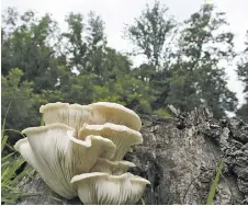 Even when dead, trees help forest - PressReader