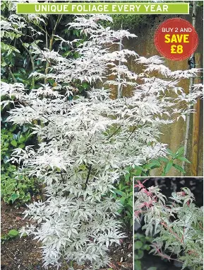 Designer Japanese Acer Ukigumo UNIQUE FOLIAGE EVERY YEAR - PressReader