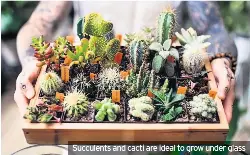 GROWING PANES - PressReader