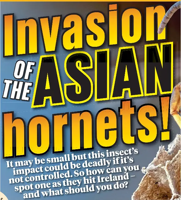 Invasion OF THE ASIAN - PressReader