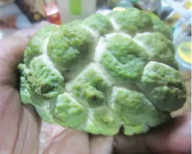 Tapping the indigenous fruit crops - PressReader