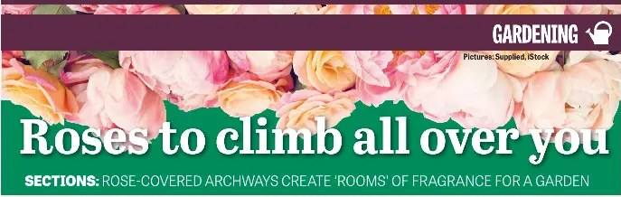 Roses to climb all over you - PressReader