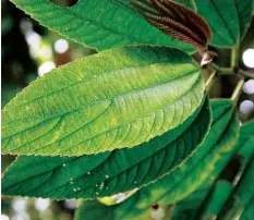 Alagasi - PressReader