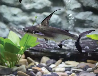 PAROON SHARK - PressReader