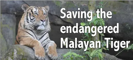 Saving the endangered Malayan Tiger - PressReader