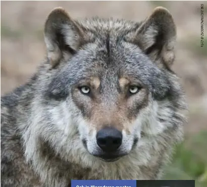 Welkom Wolf voorspelt meer wolven in Vlaanderen - PressReader