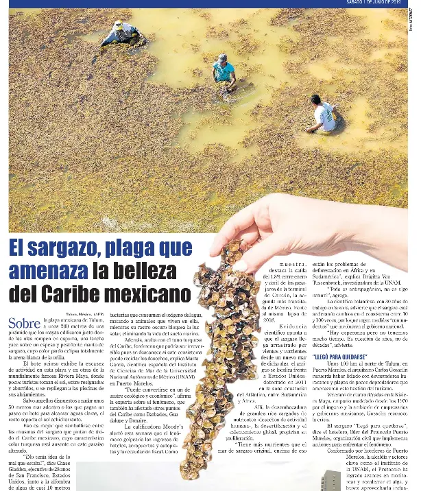 El sargazo, plaga que amenaza la belleza del Caribe mexicano - PressReader