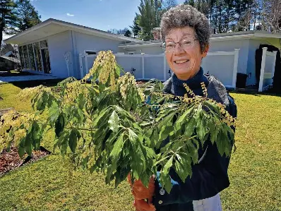 First day of spring arrives, but the plants didn’t wait - PressReader