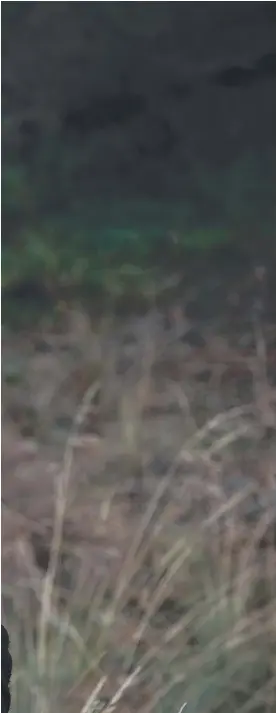 Flinders awakening - PressReader