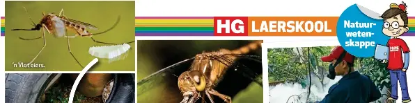 Muskiete se onmisbare rol in die ekostelsel - PressReader