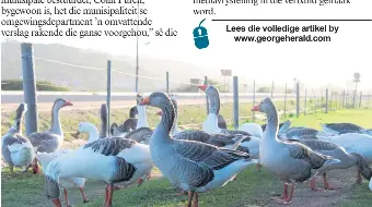 Brak-ganse se lot nou in raad se hande - PressReader