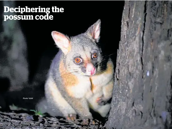Decipherin­g the possum code - PressReader