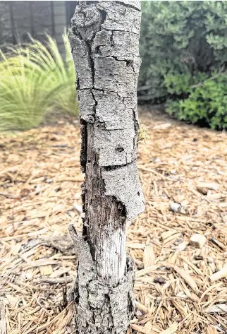 Wrapping new tree plantings could protect against sun damage - PressReader