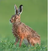 Preventing hare damage - PressReader