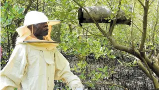 Mind the mangroves! - PressReader