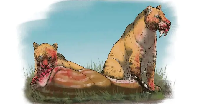 Pesquisas mostram como foram extintos os temidos tigres-dente-de-sabre ...