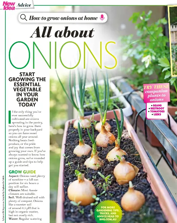 All about ONIONS - PressReader