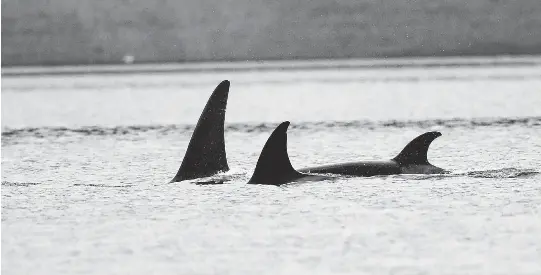Scientists say killer whales have distinct species. It could save them ...