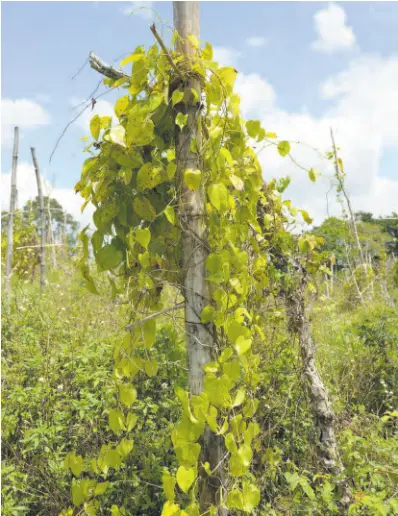 A sticky problem as yam market grows - PressReader