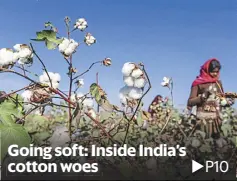 Going soft: Inside India’s cotton woes - PressReader