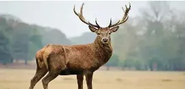 Hanguls on the brink of extinction despite conservati­on efforts - PressReader