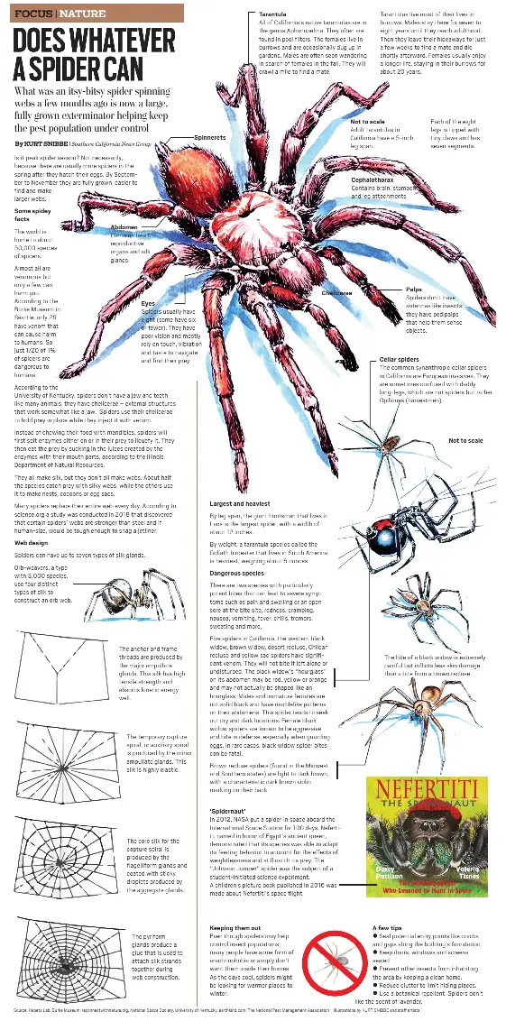 DOES WHATEVER A SPIDER CAN - PressReader