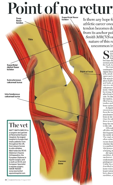 Vet clinic Can horses with “slipped hock” injuries recover fully and ...