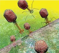 ‘Friendly virus’ therapy that could hold the key to battling the bugs ...