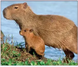 JUMBO TRIVIA - PressReader