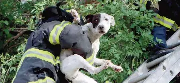Sin Policía Ambiental le entran los bomberos al rescate animal - PressReader