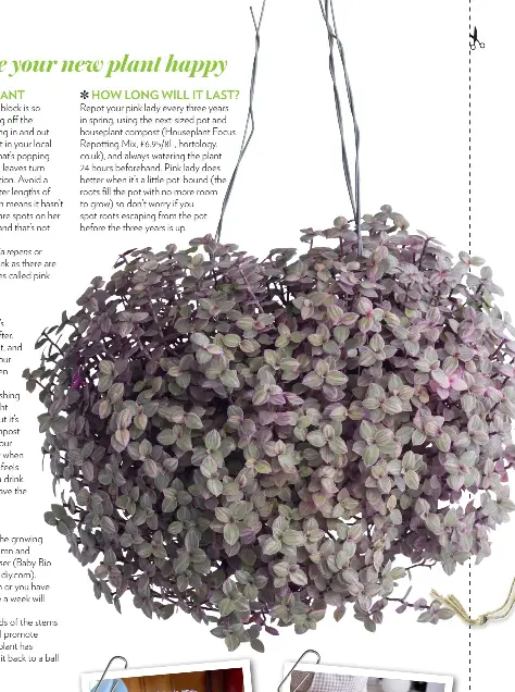 How to make your new plant happy - PressReader