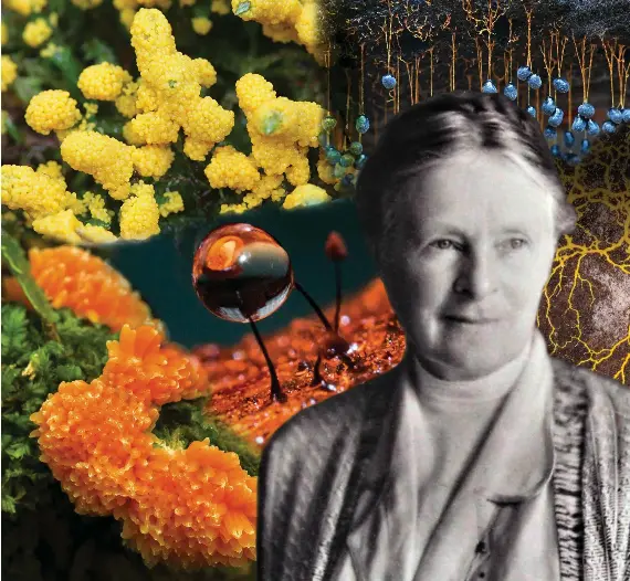Gulielma Lister Queen of slime moulds - PressReader
