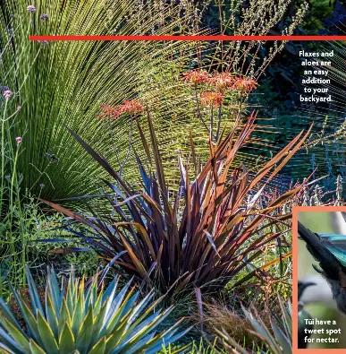 URBAN birds - PressReader