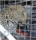 Cow up a tree prompts leopard rescue - PressReader