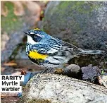 Let’s toast Year of the Warbler - PressReader