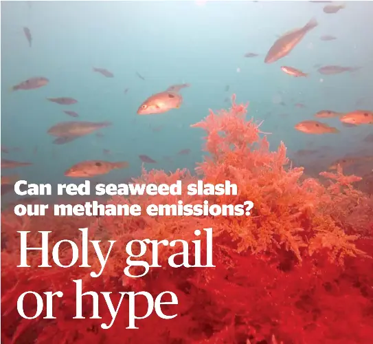 Methane Is seaweed the answer? - PressReader