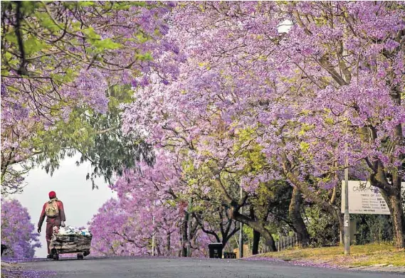 Joburgers flee purple paradise - PressReader