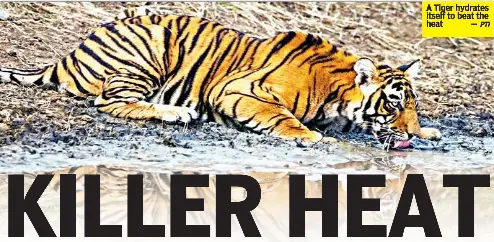 KILLER HEAT - PressReader