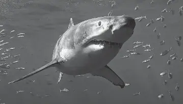 At least 231 shark attacks occurred in state waters since 1950 ...