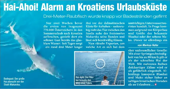 Hai-Alarm an der Küste von Kroatien - PressReader