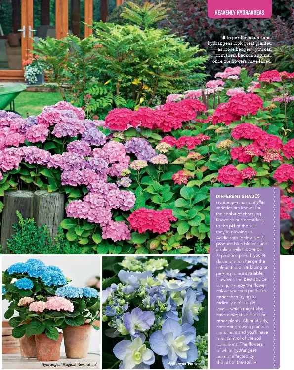 Summer belles - PressReader