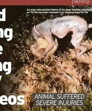 Man banned from keeping dogs for life after posting ‘despicable’ hunting videos - PressReader