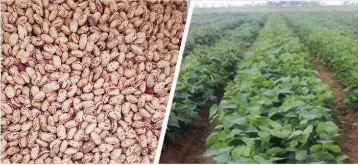 Sugar beans: Smart choice to a reliable income - PressReader