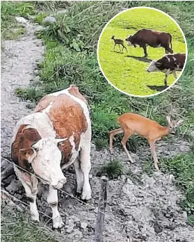 Das rätselhaft­e Reh - PressReader