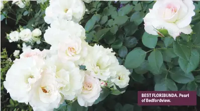 Keep roses glorious in midsummer - PressReader