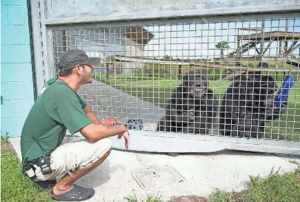 8-year-old chimp moved to sanctuary in Fort Pierce - PressReader