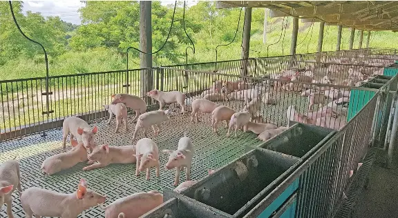 Police Probe 150 Pigs Worth $60K Allegedly Stolen Over Two Days ...