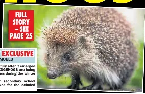 KIDS WHO IDENTIFY AS HEDGEHOGS HIBERNATE IN CLASS - PressReader