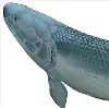 GIANT KILLER FISH’S FOSSIL FOUND IN SA - PressReader