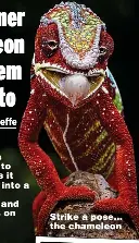 The calmer chameleon is one gem of a photo - PressReader